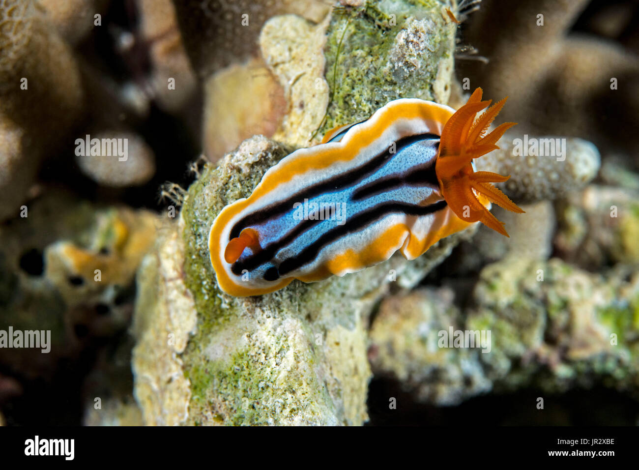 Annas reef hi-res stock photography and images - Alamy