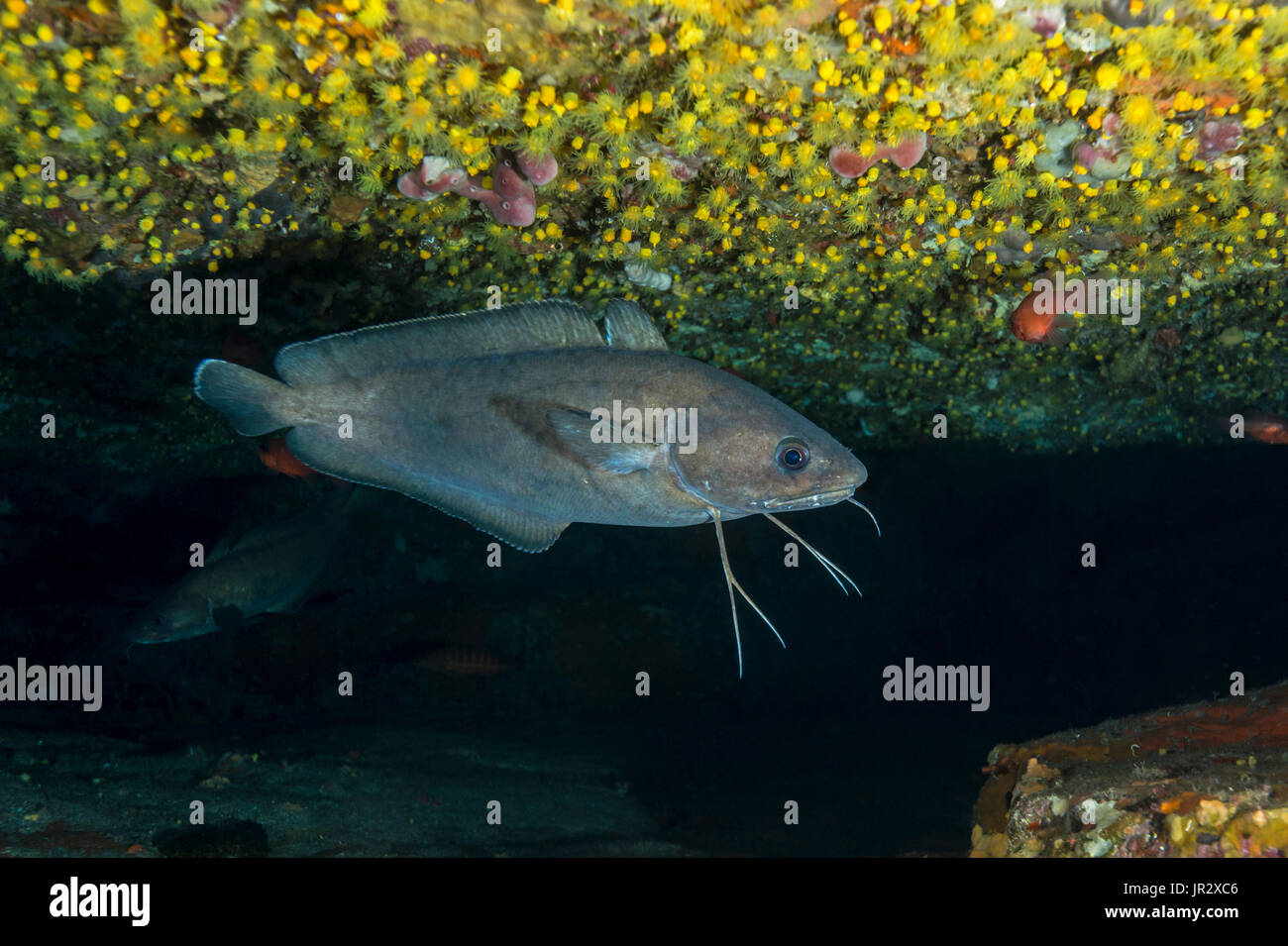 Forkbeard hi-res stock photography and images - Alamy