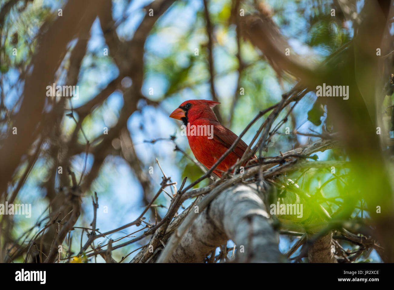 Northern Cardinal on a branch - Baja California Mexico Stock Photo - Alamy