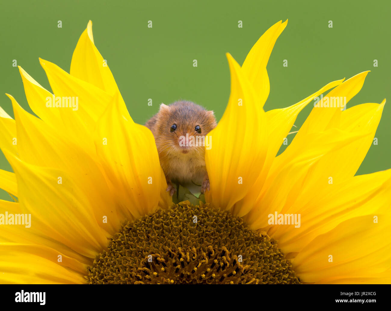 Harvest mouse coming out a sunflower - Englade Stock Photo - Alamy