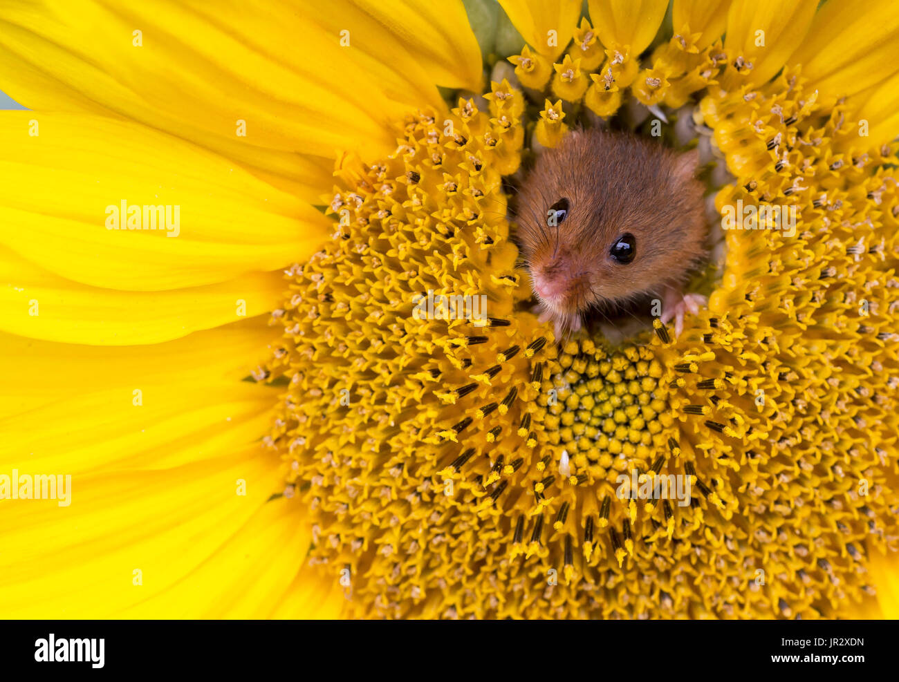 Harvest Mouse in a Sunflower in summer - GB Stock Photo - Alamy
