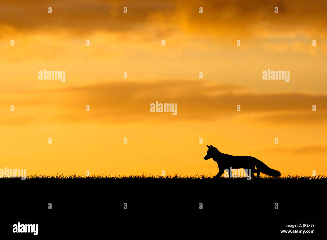 Red Fox silhouette at sunset in summer - GB Stock Photo - Alamy