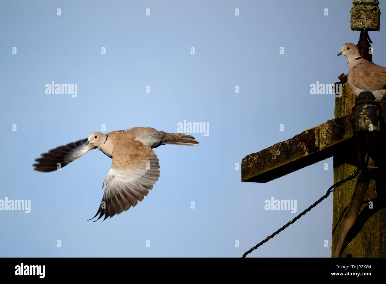 Red Collared Doves High Resolution Stock Photography and Images - Alamy