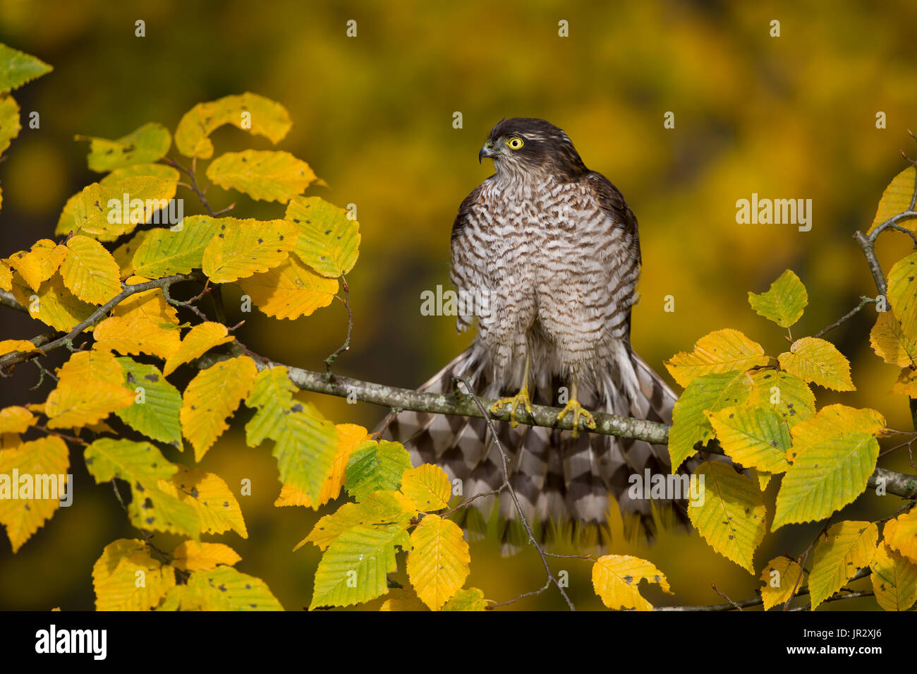 Young Sparrow Hawk On His High Resolution Stock Photography and Images ...