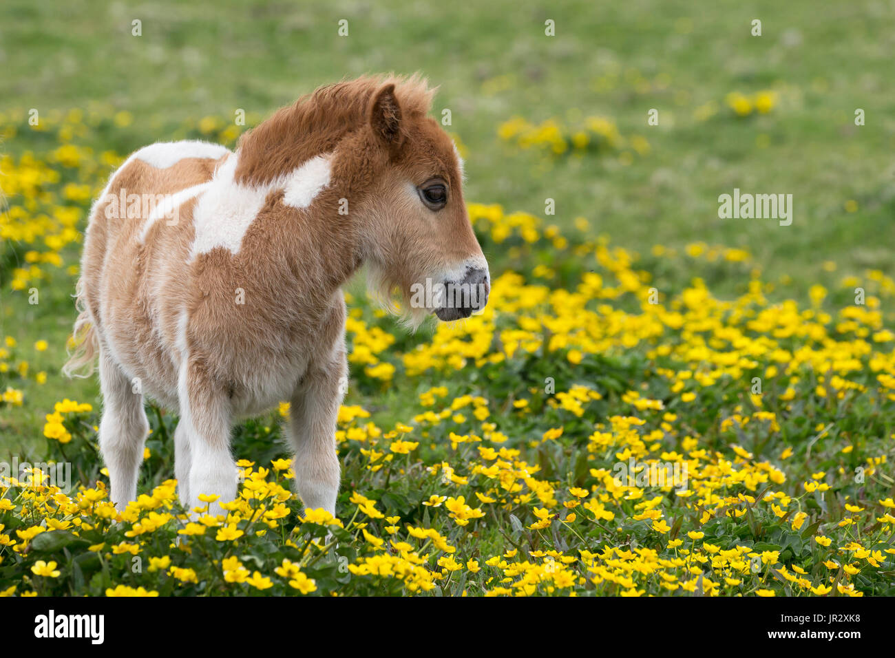 Shetland poney (Equus caballus) Young poney standing amongst flower ...
