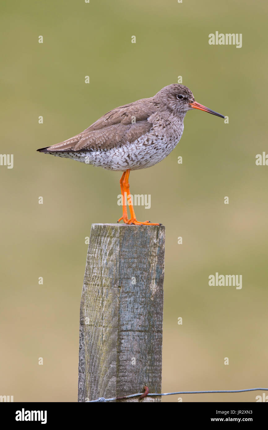 Redshank (Tringa totanus) Bird perched on a post, Shetland , Spring ...