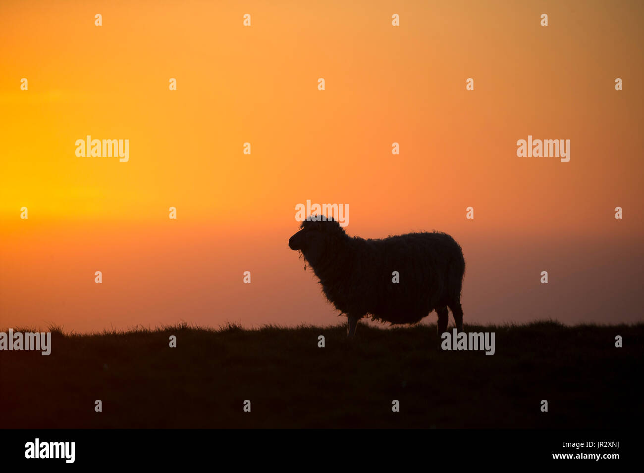 Sheep (Ovis aries) Sheep at sunset, Shetland, Spring Stock Photo - Alamy