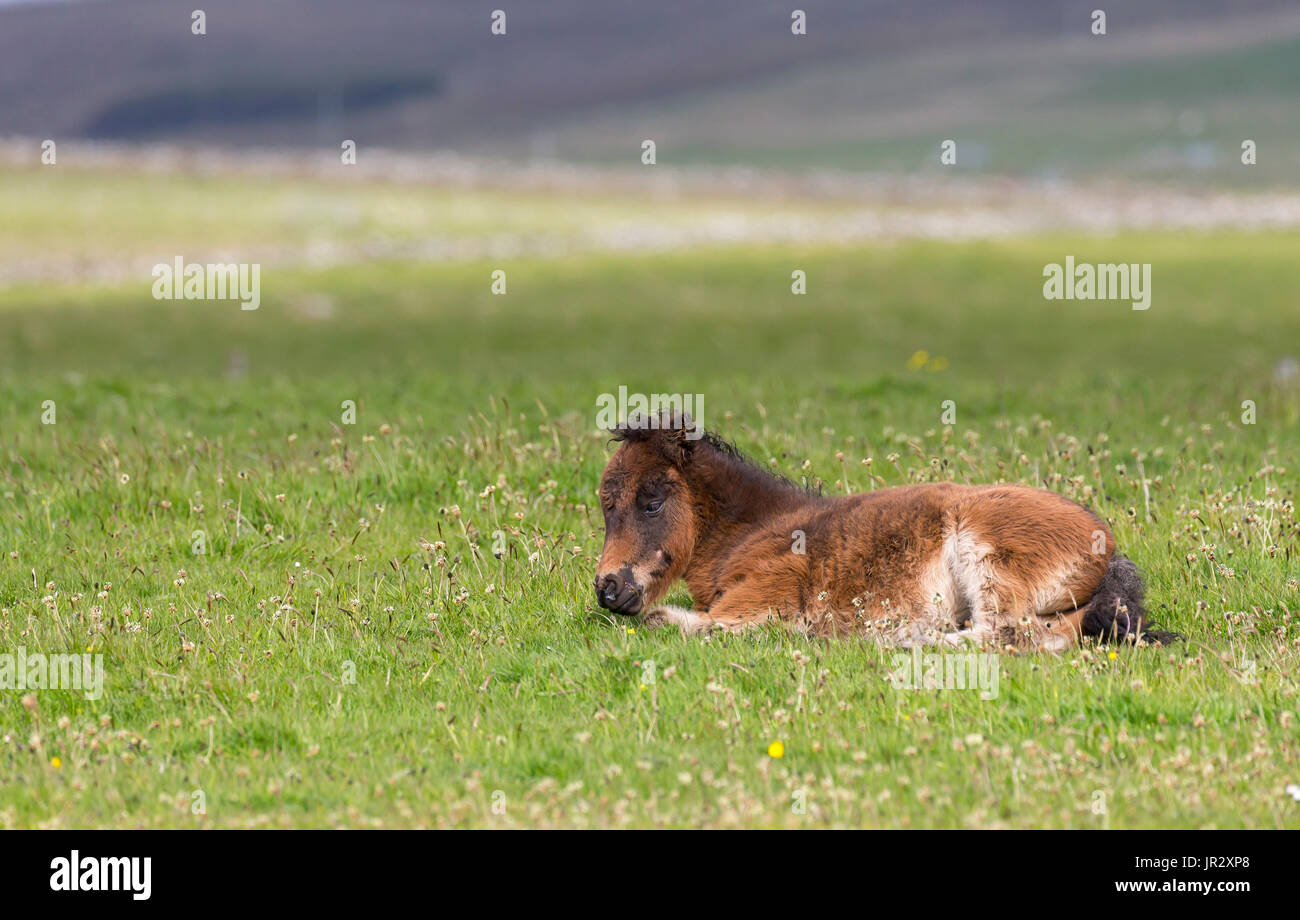 Sleepy shetland pony hi-res stock photography and images - Alamy