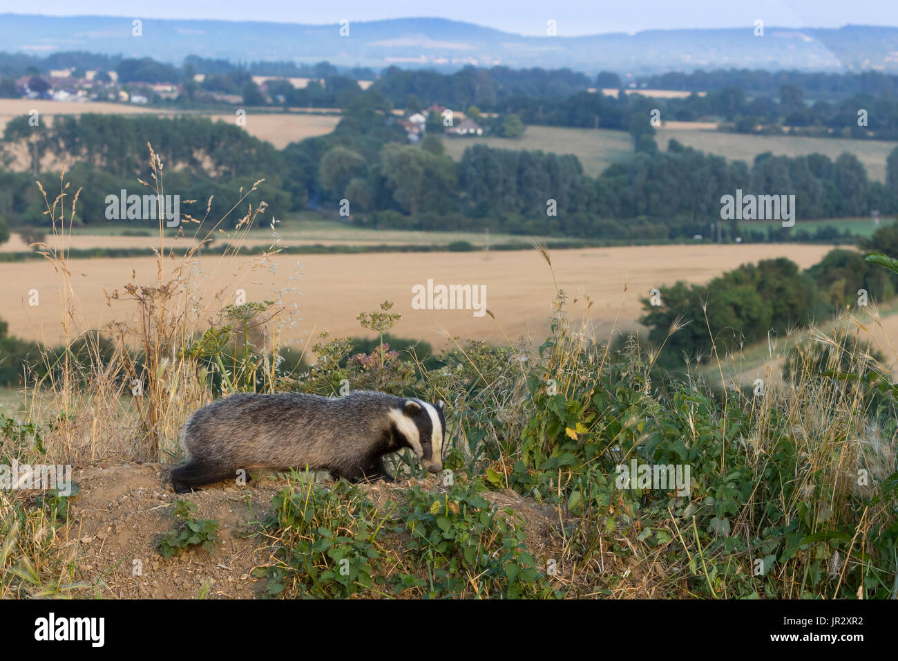 Badger (Meles meles) Badger amongst the british contryside, England ...