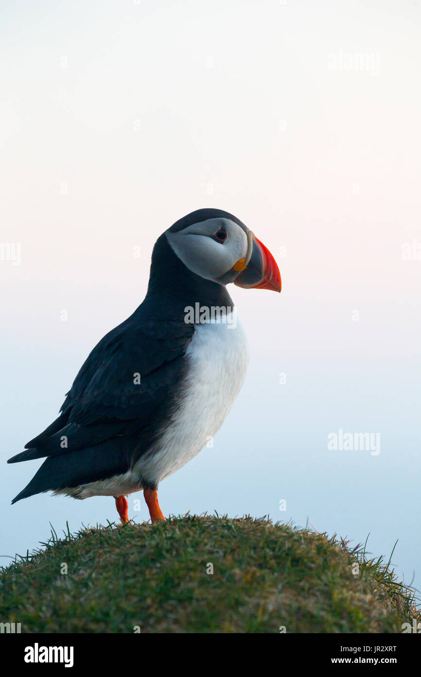 Puffin (Fratercula arctica) Puffin amongst grass, Shetland, Spring ...