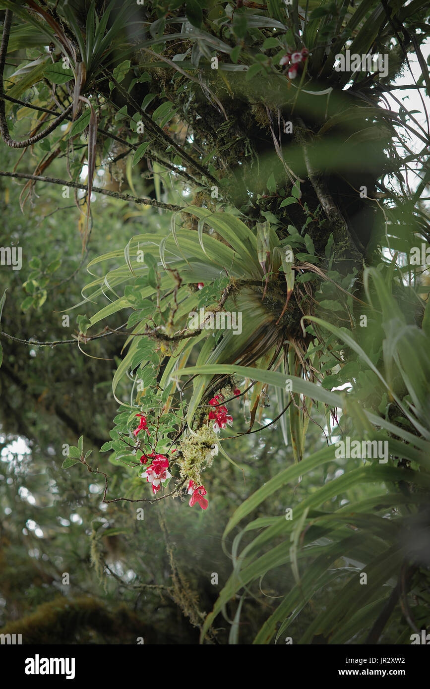 Tagimoucia Flowers,Medinilla waterhousei,Taveuni, Fiji Islands Stock ...