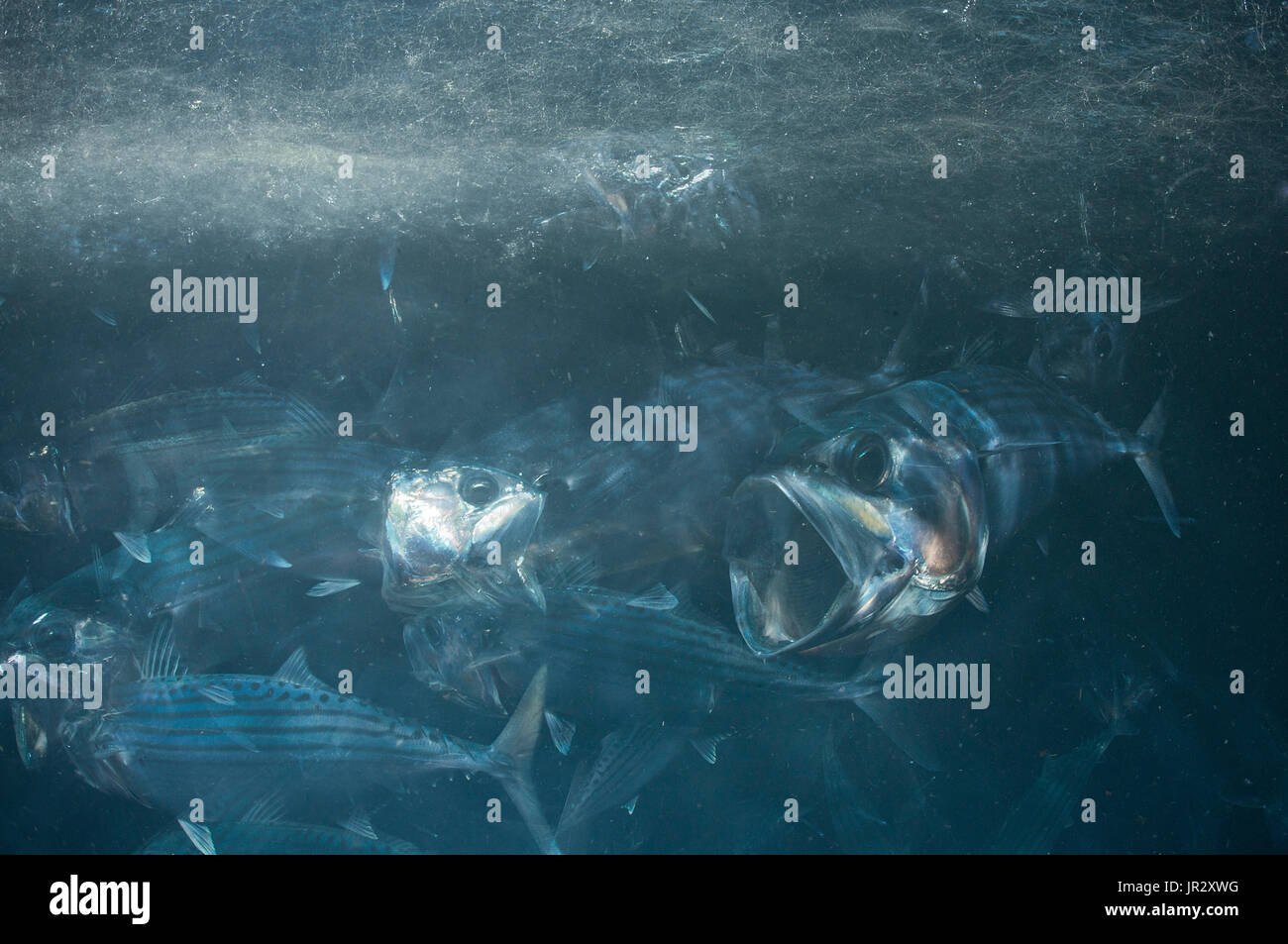 Indian Mackerel, Rastrelliger kanagurta, Striped Mackeral,Fiji, South ...