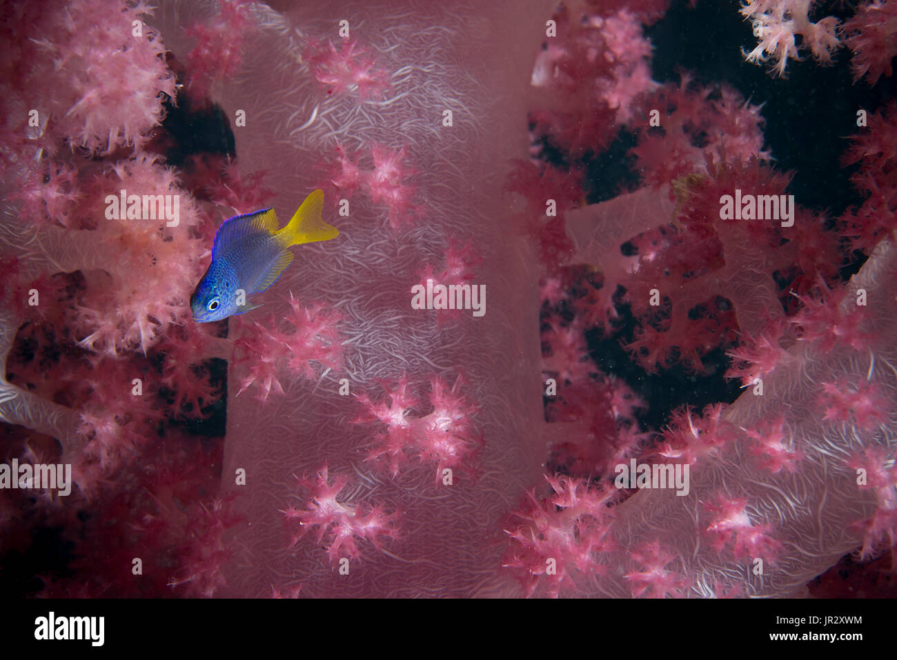 Blue-and-yellow chromis,Chromis limbaughi,soft coral,Fiji Stock Photo ...