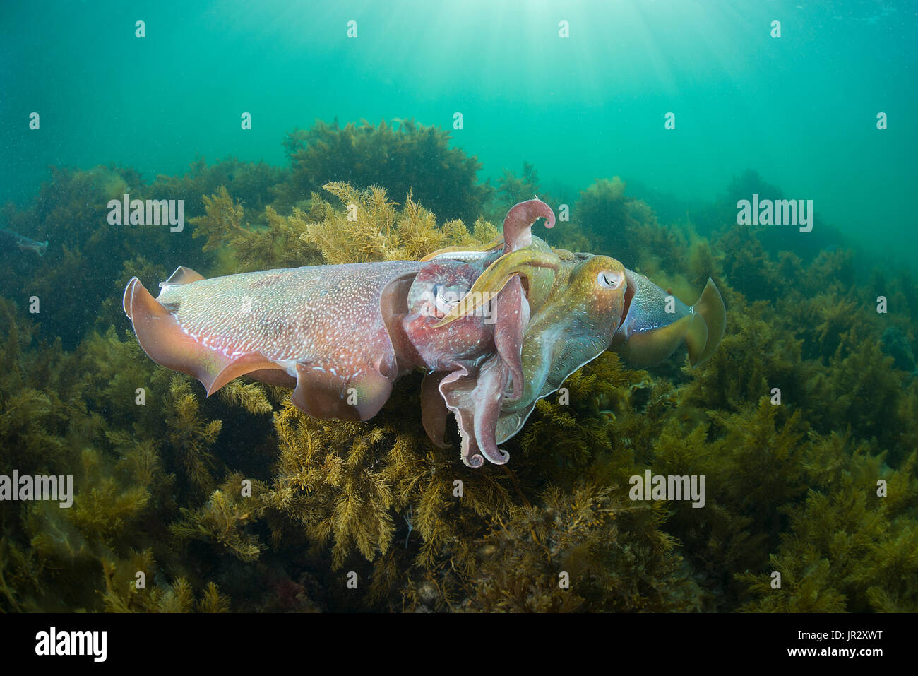 Giant Cuttlefish,Sepia apama,South Australia Stock Photo - Alamy