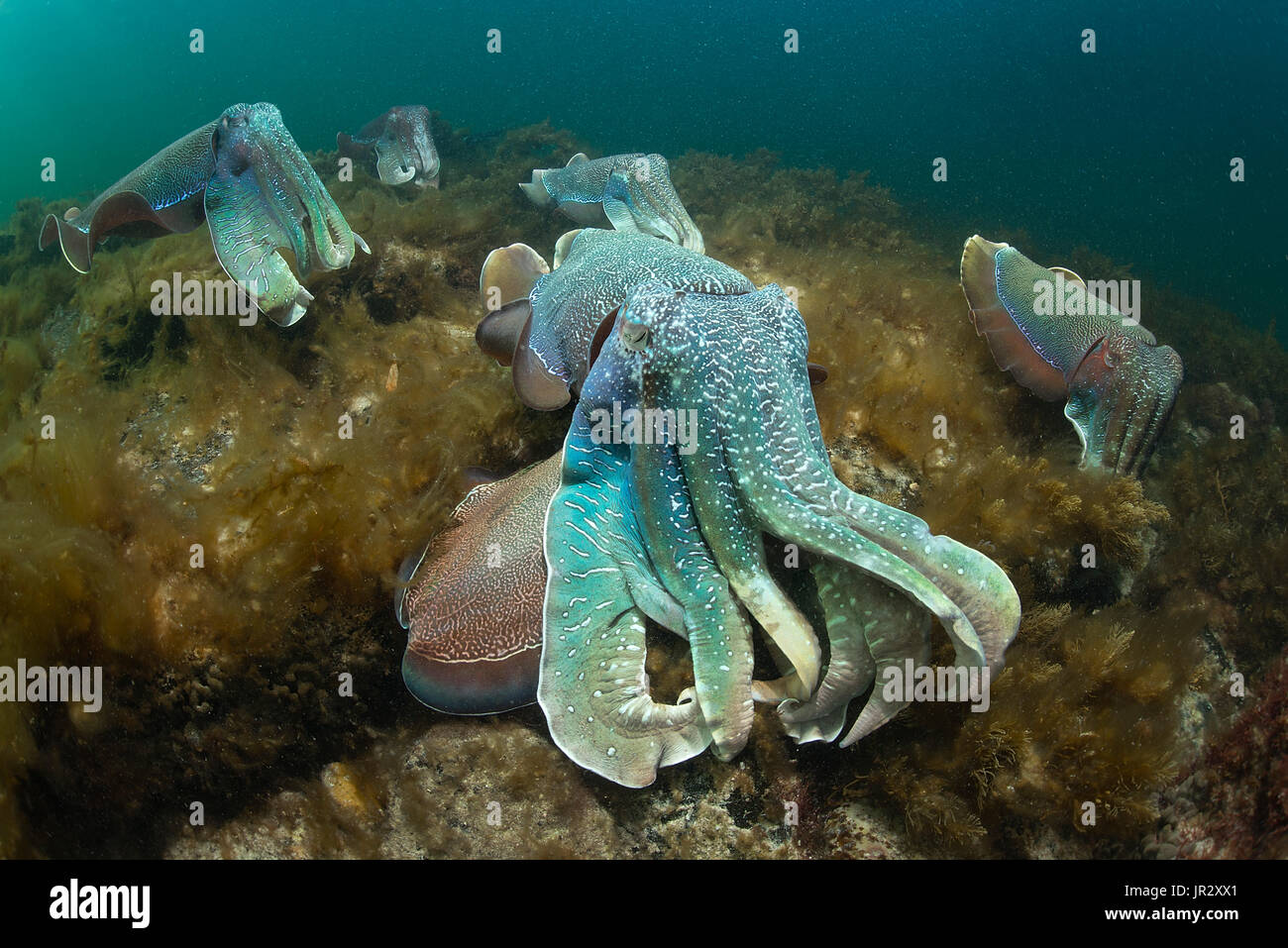Giant Cuttlefish,Sepia apama,South Australia Stock Photo - Alamy