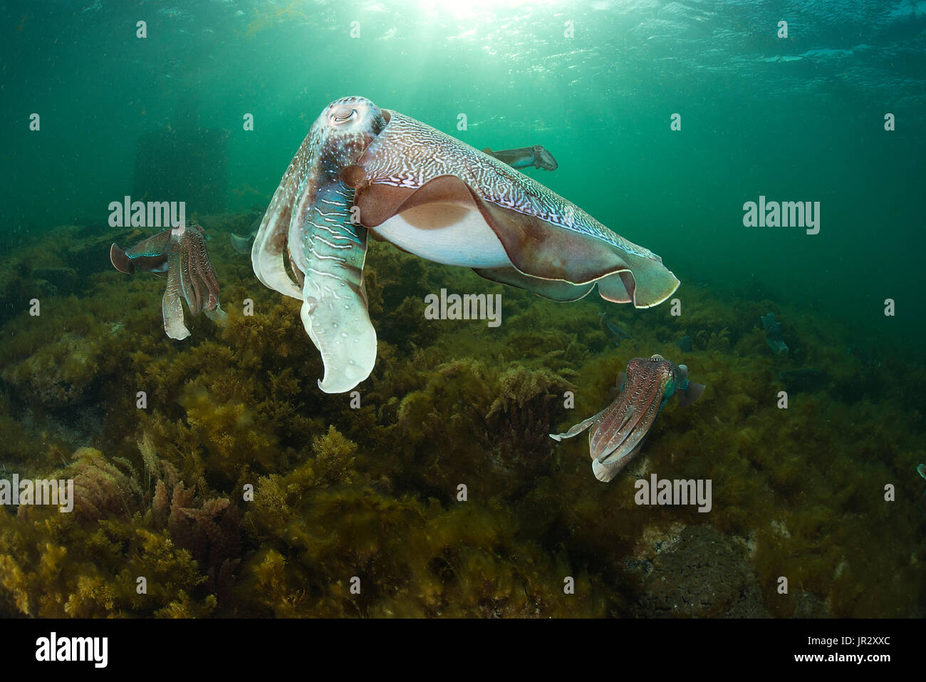 Giant Cuttlefish,Sepia apama,South Australia Stock Photo - Alamy