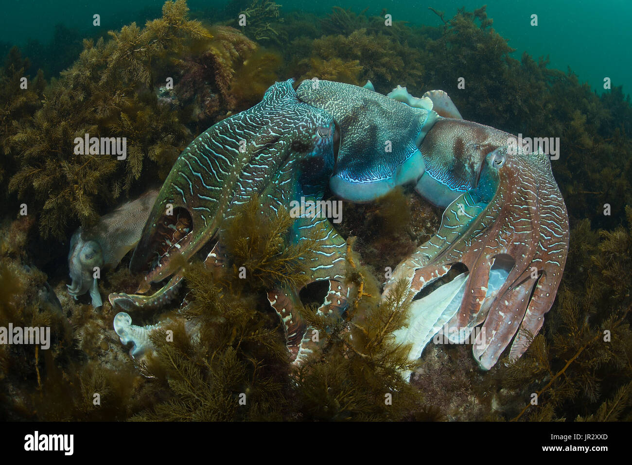 Giant cuttlefish couple hi-res stock photography and images - Alamy