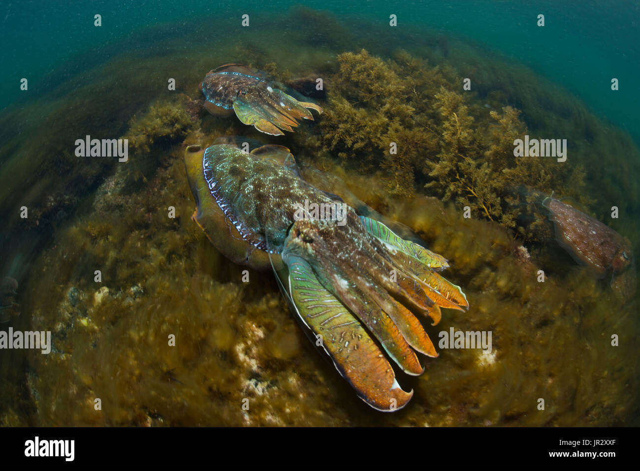 Apama High Resolution Stock Photography and Images - Alamy