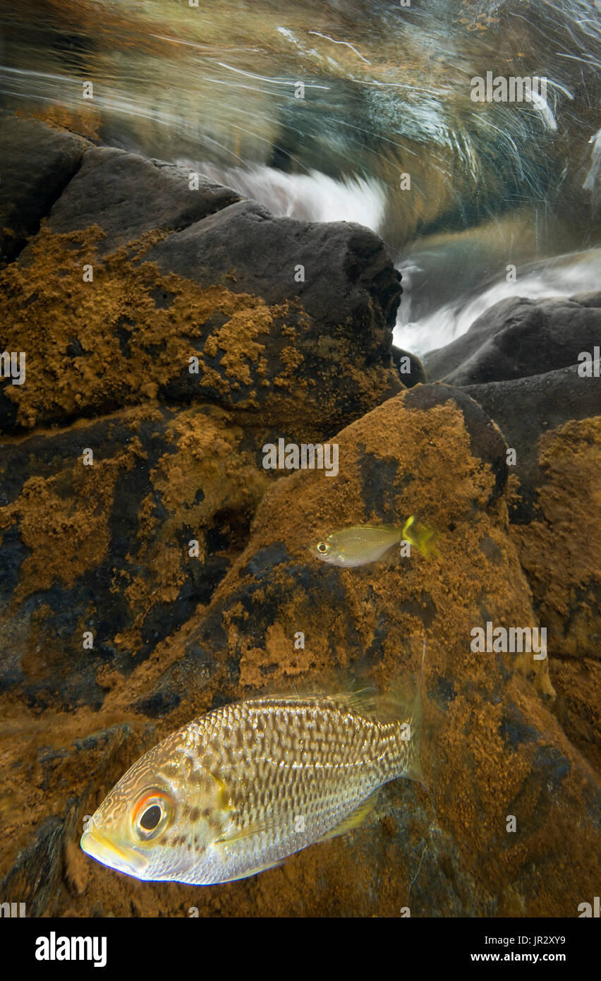 Freshwater Carp (Kuhlia rupestris), New Caledonia, South Pacific Stock ...