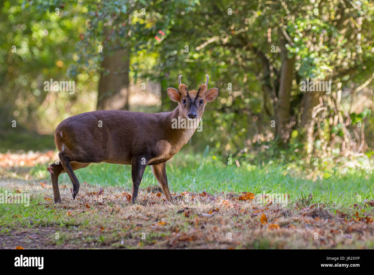 Muntjac muntiacus sp hi-res stock photography and images - Alamy
