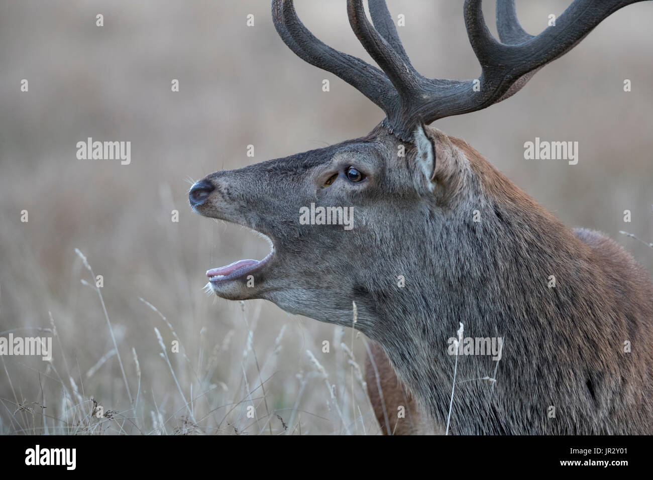Red deer (Cervus elaphus) Red deer head details, England, Autumn Stock ...