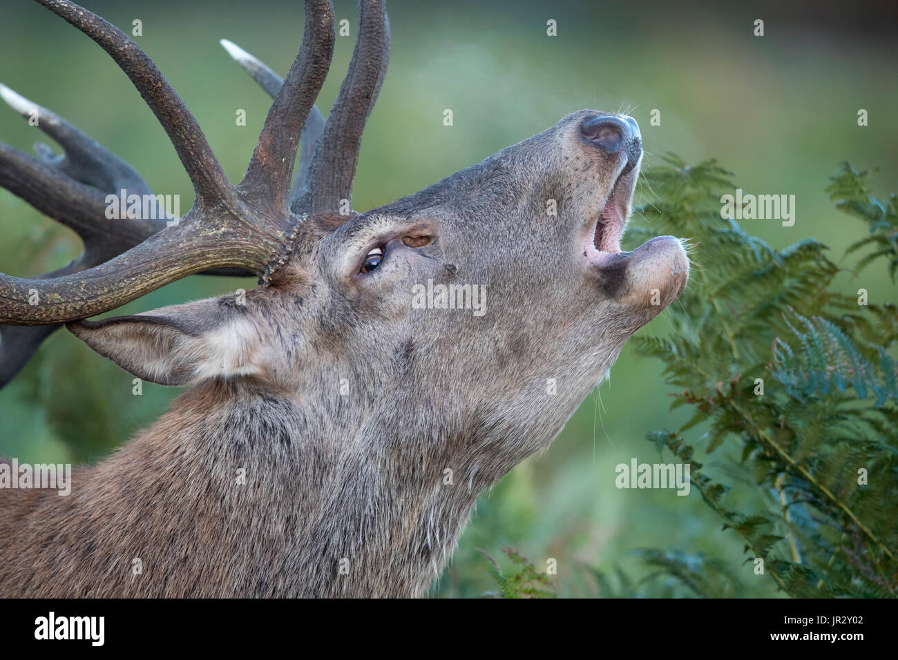 Red deer (Cervus elaphus) Red deer head details, England, Autumn Stock ...