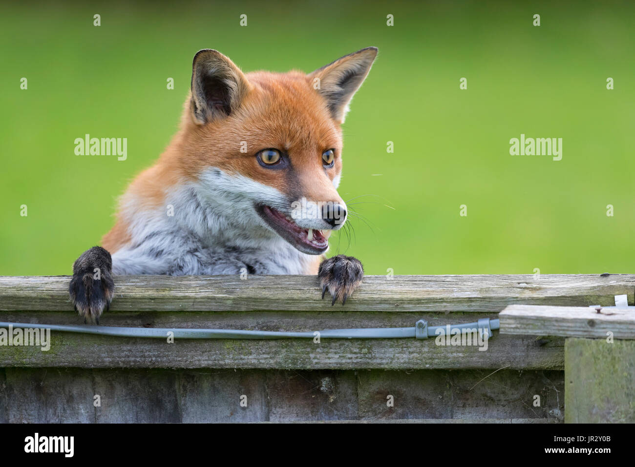 Red fox (Vulpes vulpes) Fox looking over a fence, England, Autumn Stock ...
