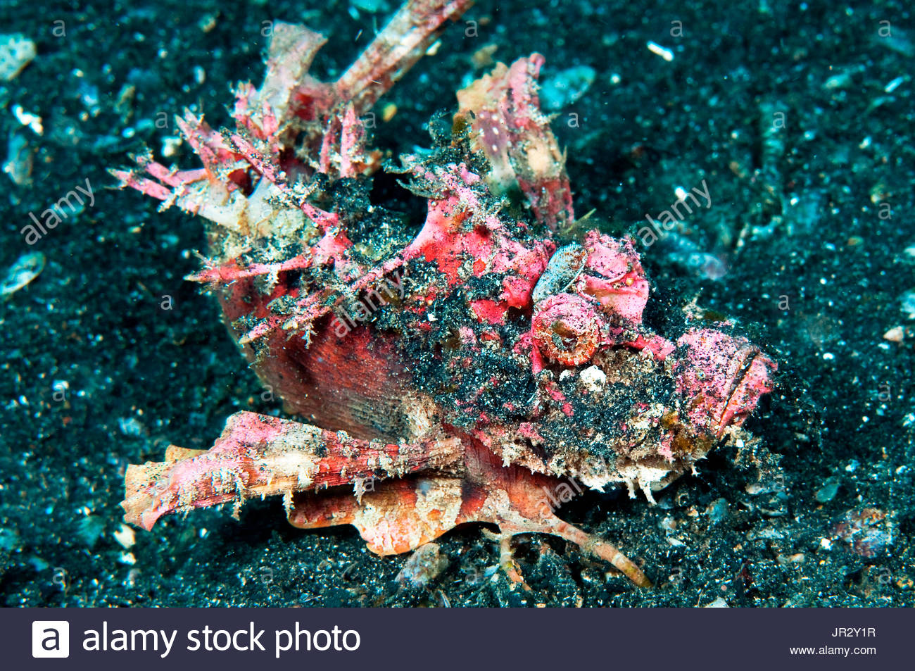 Ghoul Fish High Resolution Stock Photography and Images - Alamy