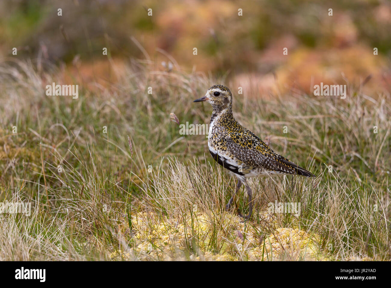 Golden plovers scotland hi-res stock photography and images - Alamy