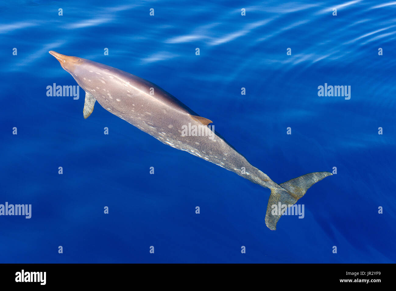 Blainville Beaked Whale
