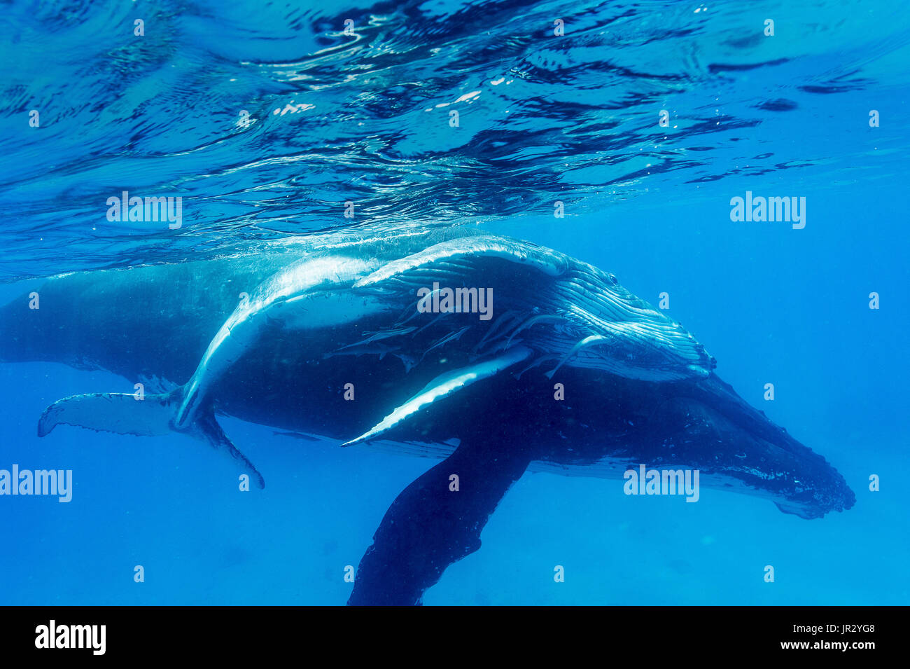 Humpback whale (megaptera novaeangliae) A baby humpback with attendant ...