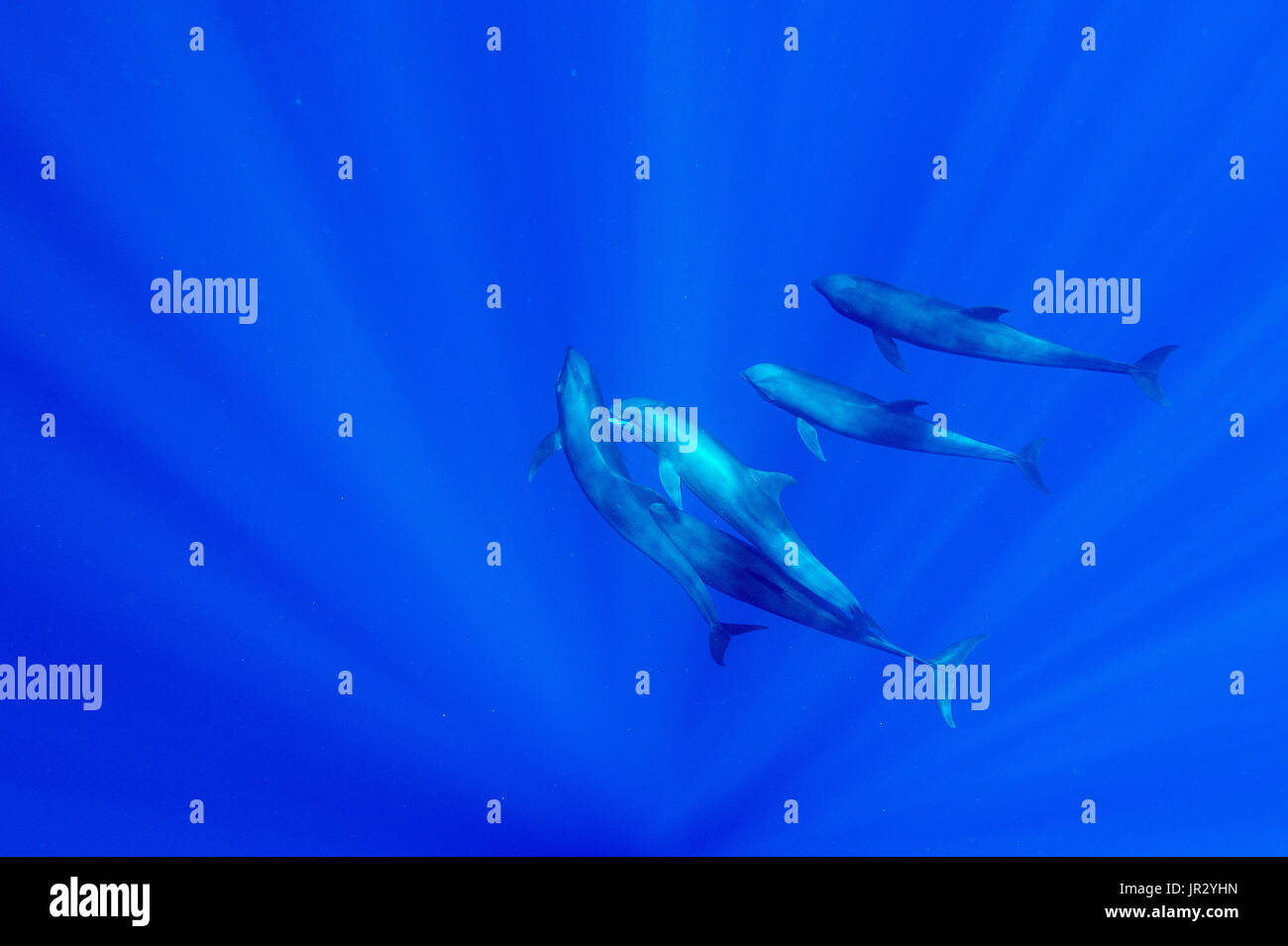 Melon headed whale (peponocephala electra) French Polynesia Stock Photo ...