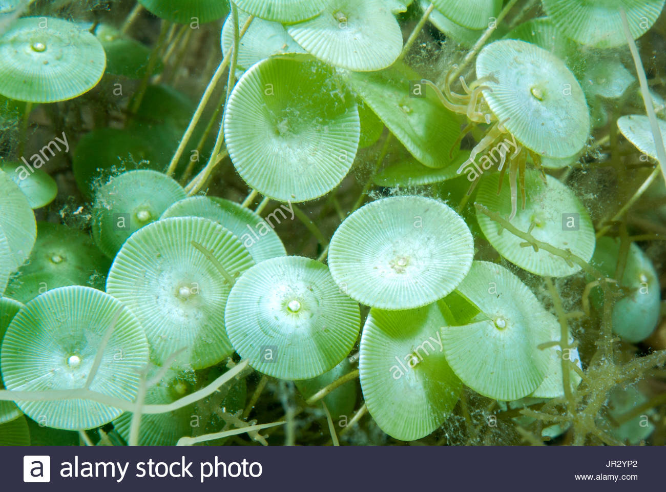 Acetabularia High Resolution Stock Photography and Images - Alamy