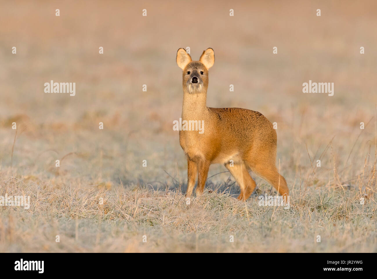 Chinese water deer (Hydropotes inermis) Male standing in a frosty ...