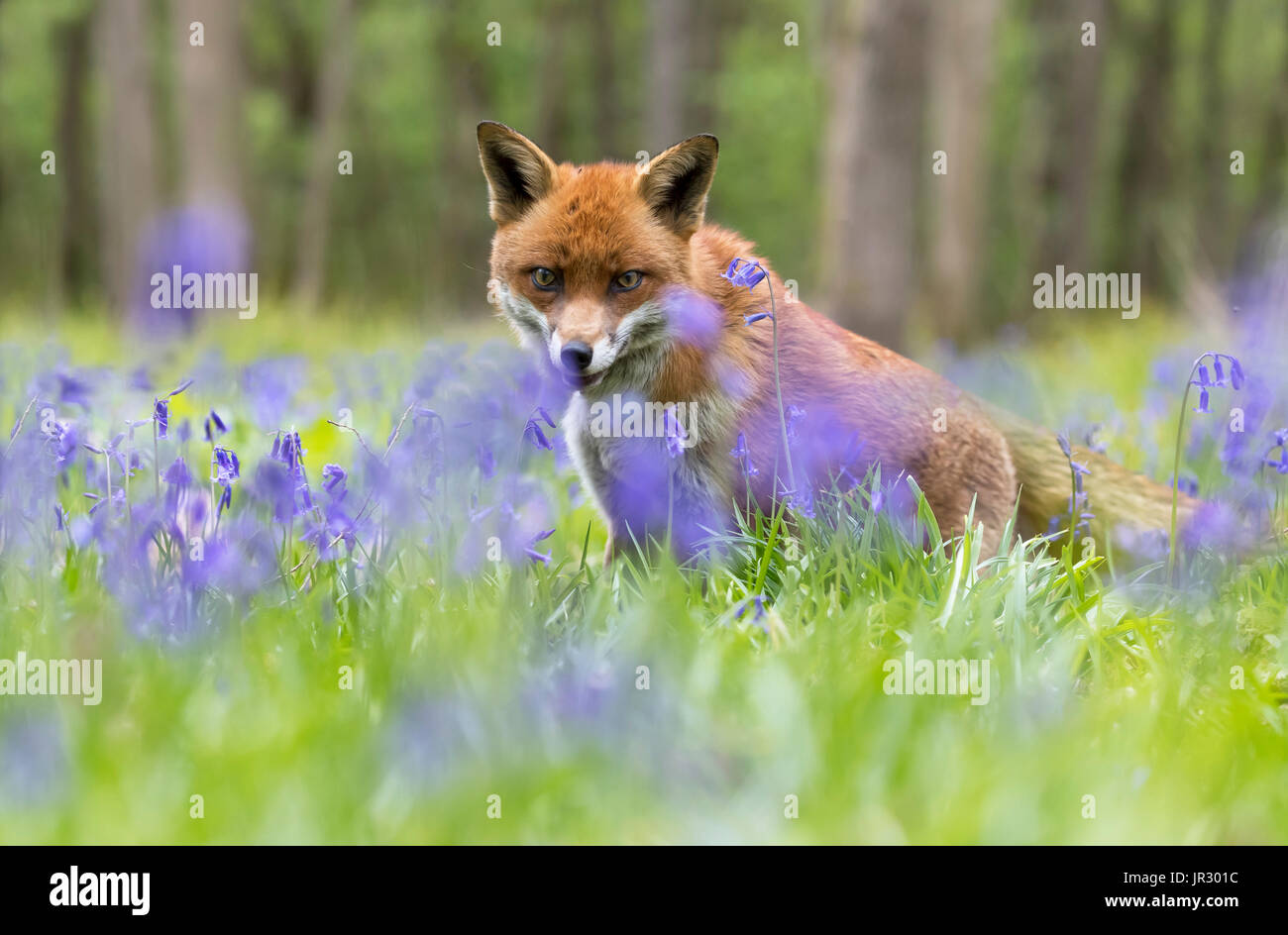 Red fox (Vulpes vulpes) Fox amongst bluebell, England, Spring Stock ...