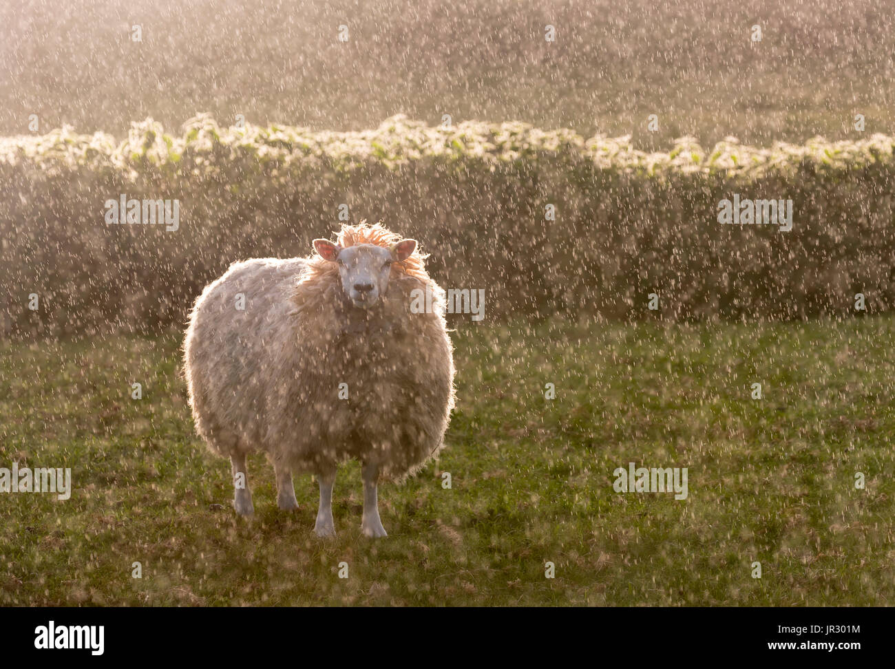 Sheep ( Ovis aries) Sheep standing in the rain, England, Spring Stock ...