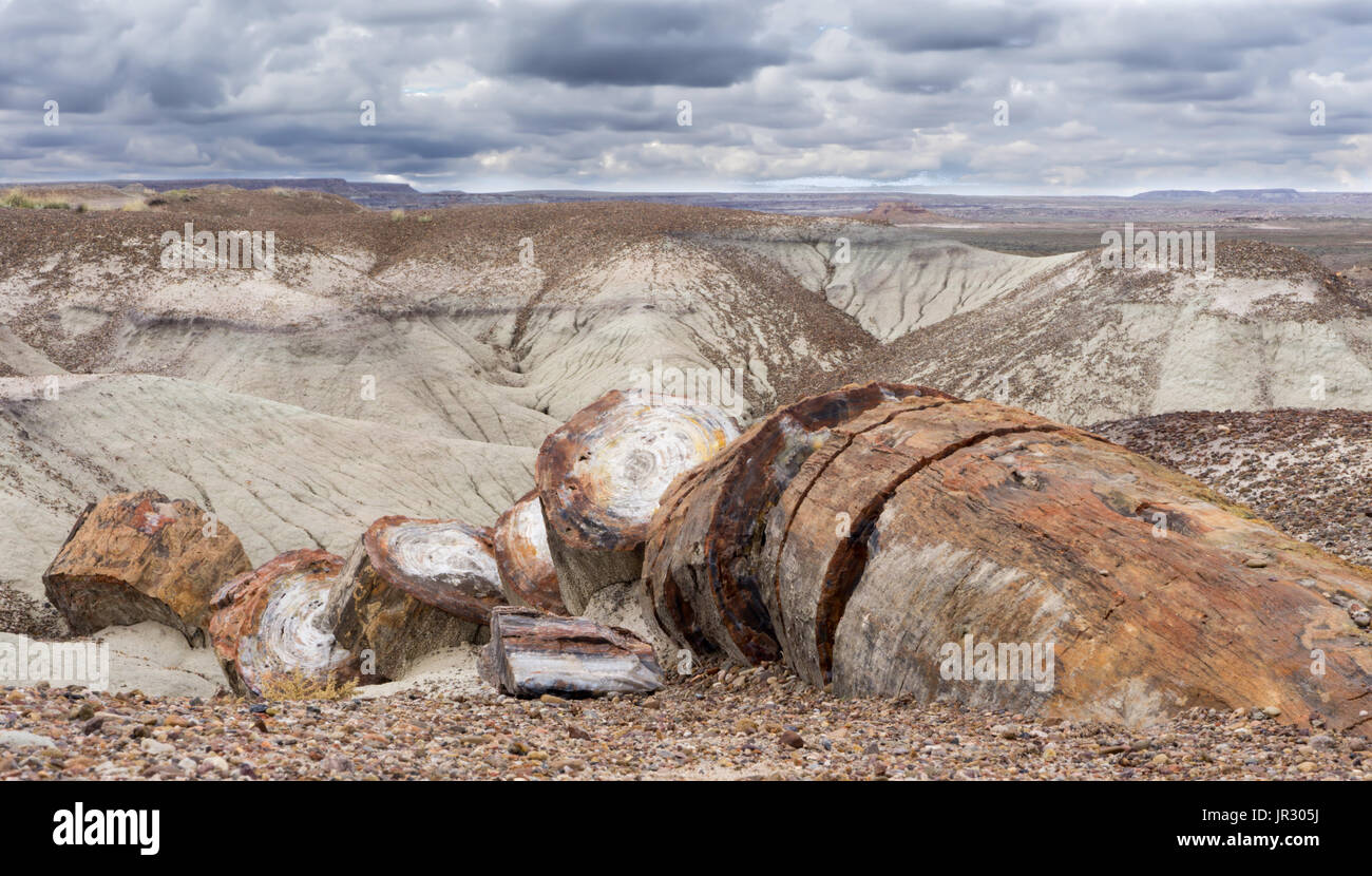 Petrifed forest national park hi-res stock photography and images - Alamy