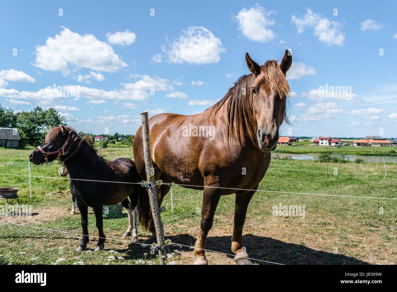 Horse and model hi-res stock photography and images - Alamy