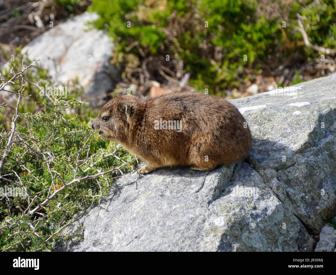 African rock rat hi-res stock photography and images - Alamy