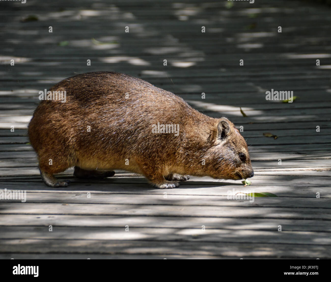Dassie rat hi-res stock photography and images - Alamy