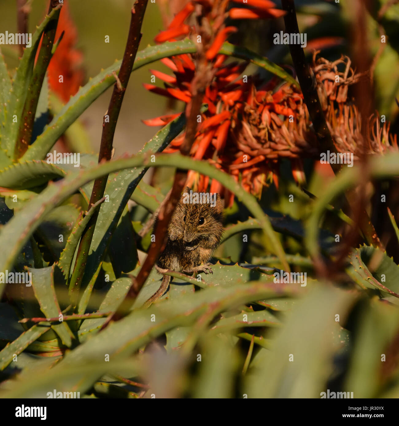A Four-striped Grass Mouse in an aloe bush in Southern Africa Stock ...