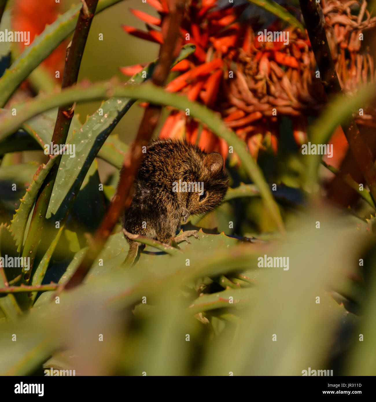 Four striped grass mouse hi-res stock photography and images - Alamy