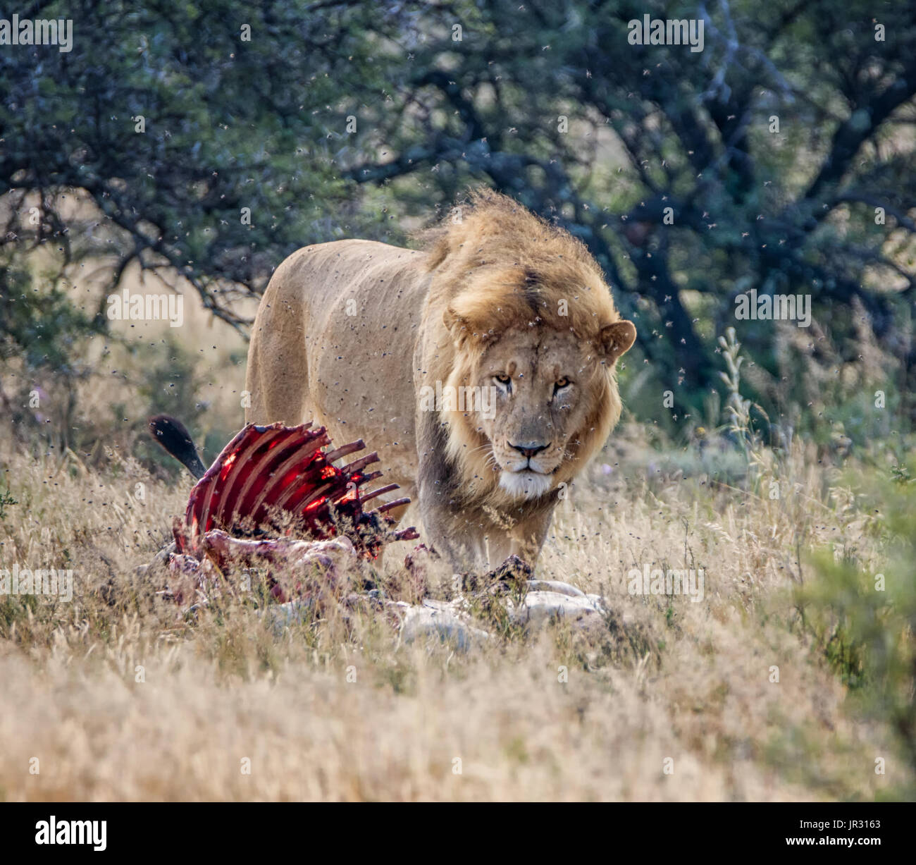 Lion Hunting Antelope