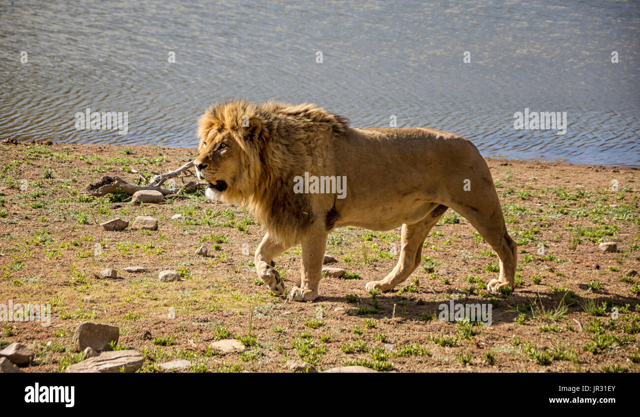 A male Lion walking past a watering hole in Southern African savanna ...