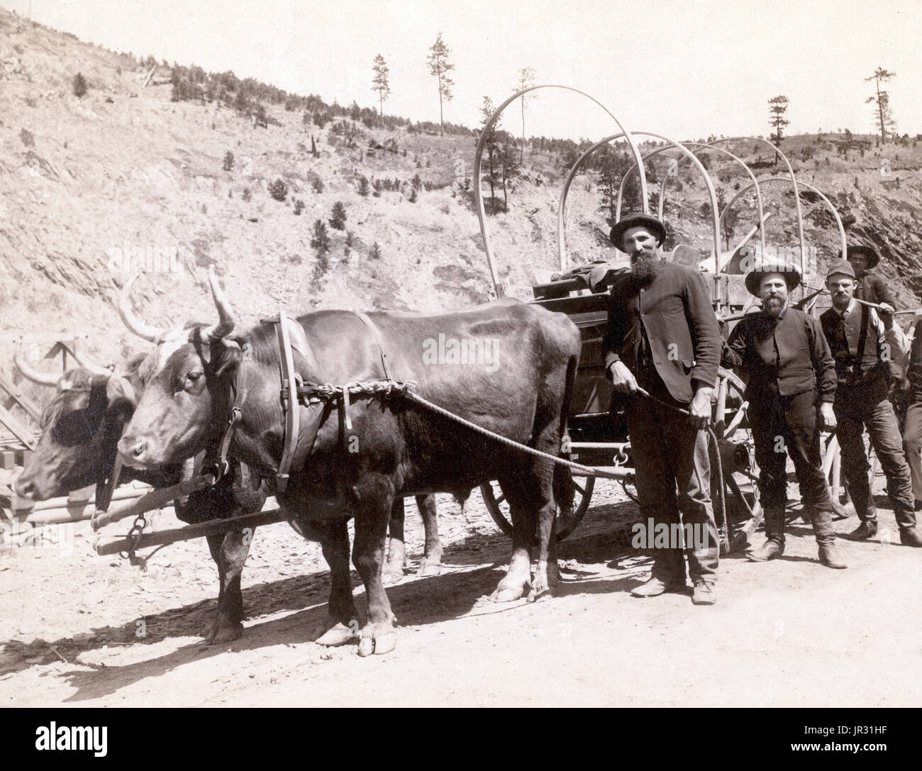 Oxen the black hills gold rush began in 1874 hi-res stock photography ...