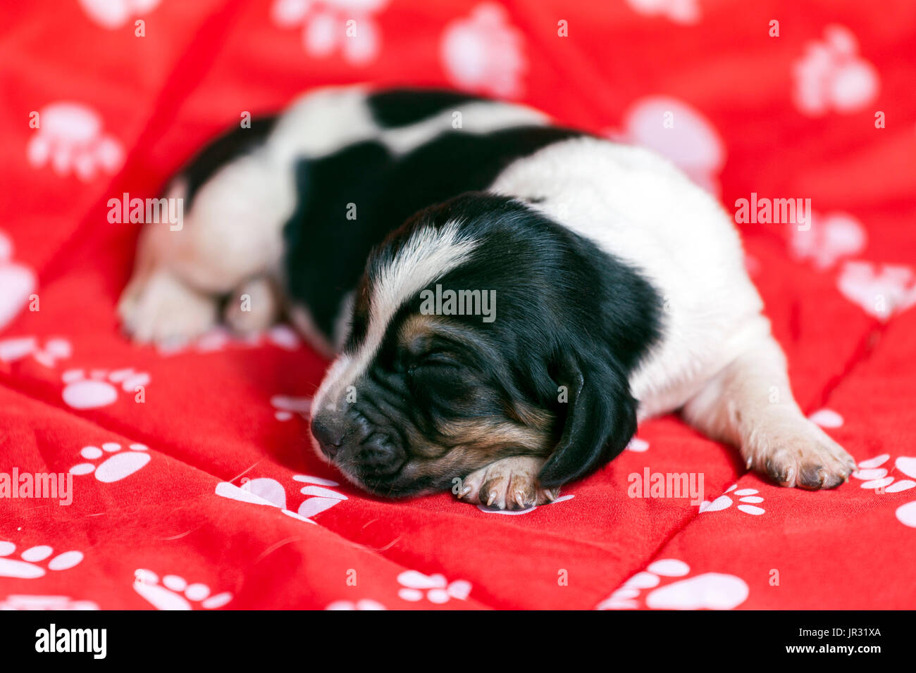 Pretty and gently Basset hound puppy, which is an old one week lying on ...