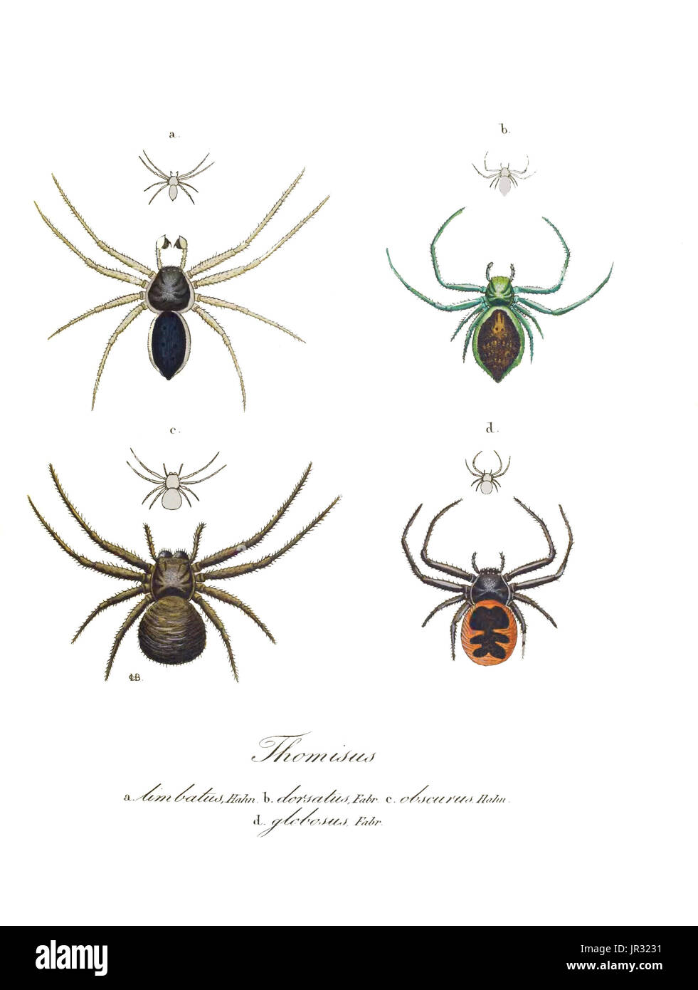 Thomisus species hi-res stock photography and images - Alamy