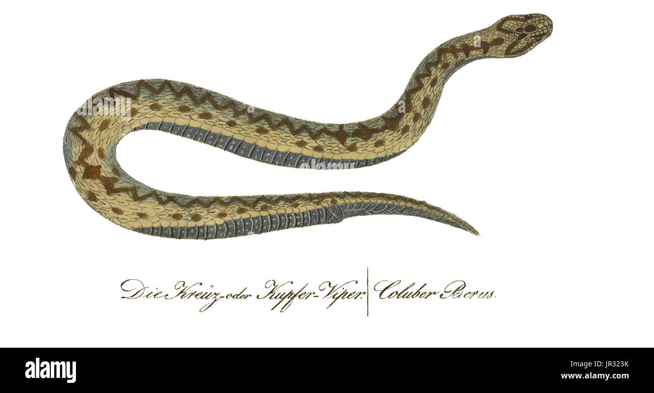 Vipera berus adder Cut Out Stock Images & Pictures - Alamy