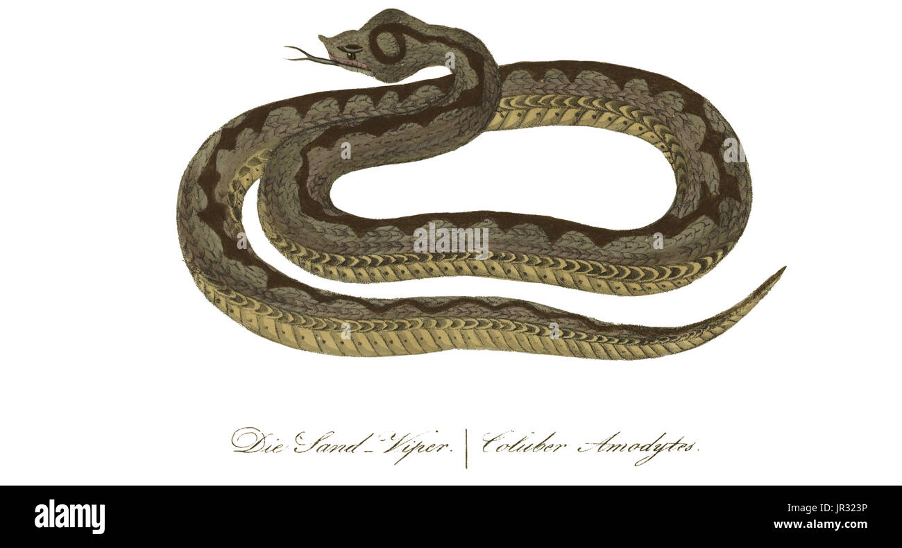 Venomous viper art hi-res stock photography and images - Alamy