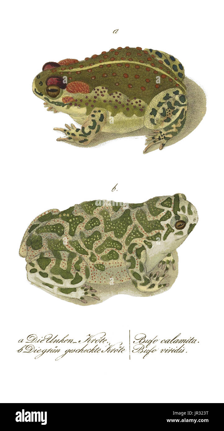 German toads hi-res stock photography and images - Alamy